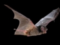 Microbats | sydneybats