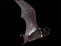 Microbats | sydneybats