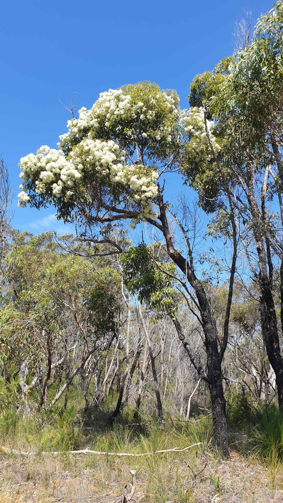 Red bloodwood tree