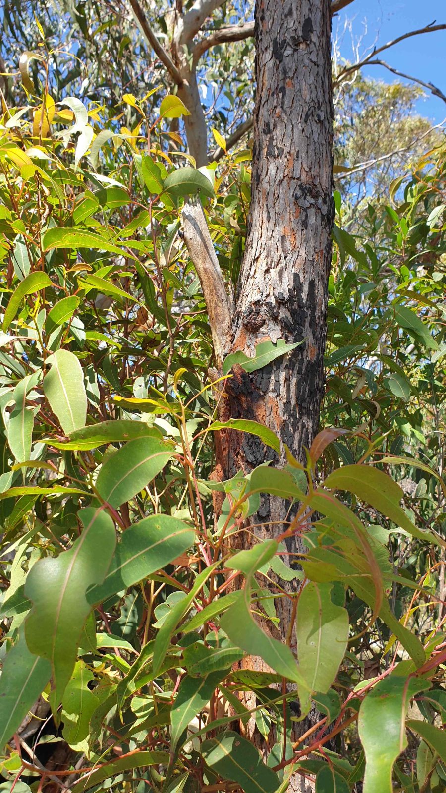 Getting to know flying-fox food: Red Bloodwoods | sydneybats