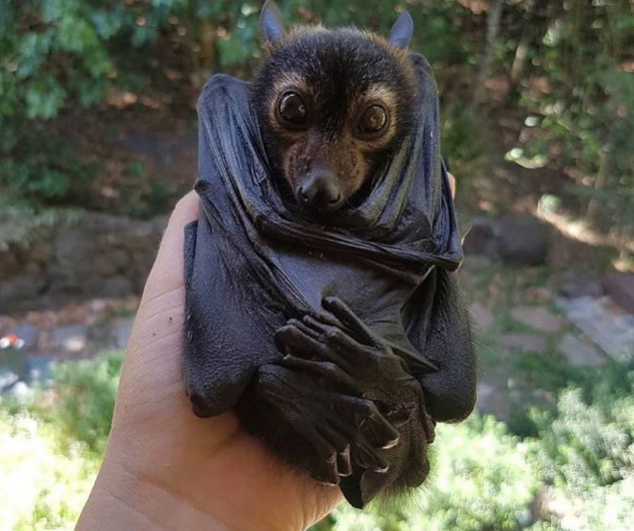 Why do we love bats? | sydneybats