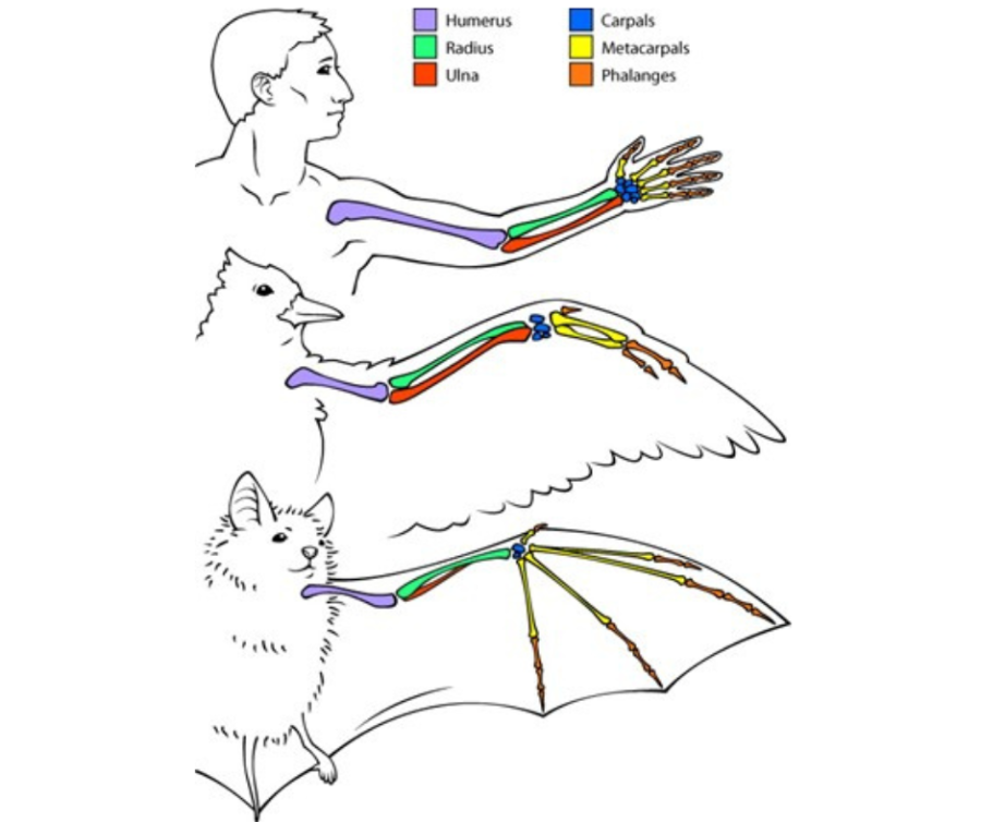 Why do we love bats? | sydneybats
