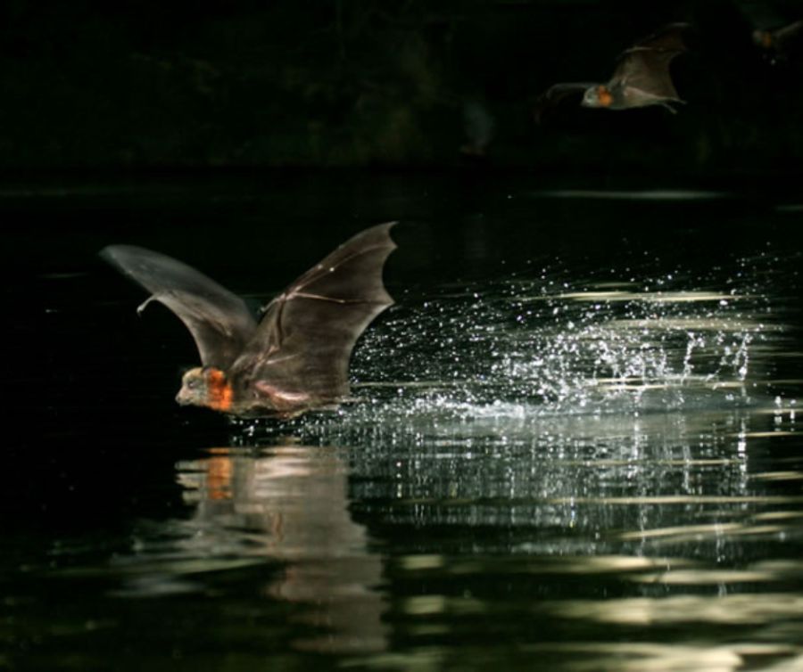 Why do we love bats? | sydneybats